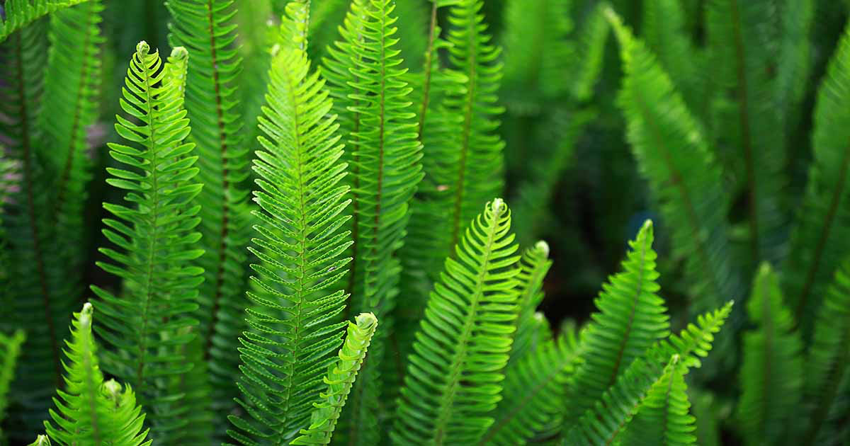 The fern – Cheeky Monkey Poetry